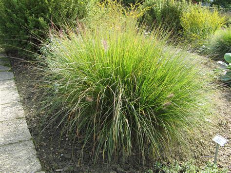 Pennisetum Alo Hameln Plants Direct Victoria Bc