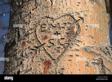 Initials Carved Into A Birch Tree Hi Res Stock Photography And Images Alamy