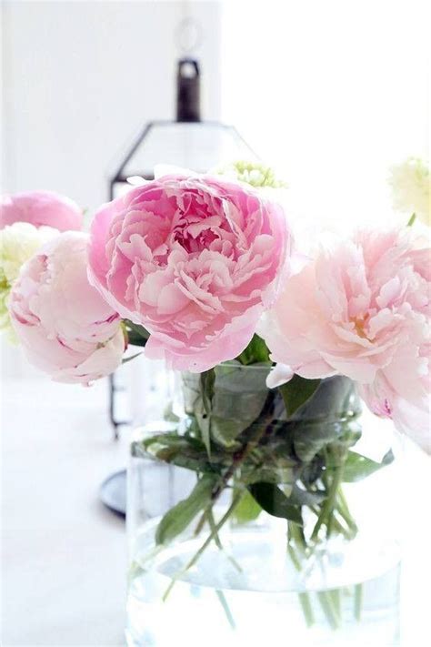 Pin By Rita Leydon On Pink Blooms Beautiful Flowers Garden Flower