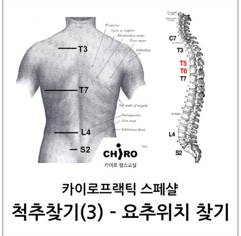 당산 교정 카이로프랙틱 스페샬 척추위치찾기03 요추위치 네이버 블로그