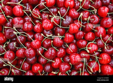 Cherry Stock Photo Royalty Free Image 37053350 Alamy