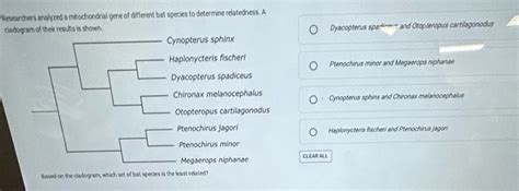 Solved Researchers Analyzed A Mitochondrial Gene Of Different Bat