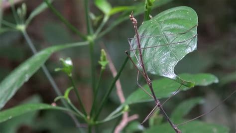 Stick Insect Phasmida Or Phasmatoptera Taken In Thailand 3 3 Phylum
