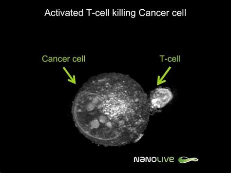 Nanolive Sa On Linkedin Label Free Live Cell Imaging Activated T Cell Killing Cancer Cell