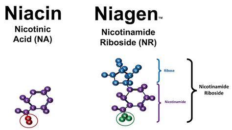 Niacin Versus Niagen