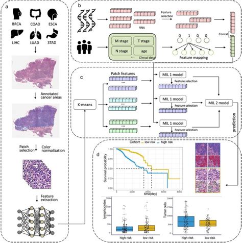 Mmsurv A Multimodal Multi Instance Multi Cancer Survival Prediction Model Integrating