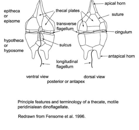 Dinoflagellates Labeled