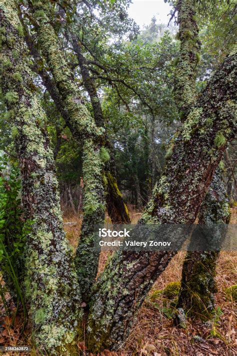 빽빽한 숲 속에 이끼로 뒤덮인 나무 줄기를 클로즈업하여 자연의 복잡한 패턴과 질감을 보여줍니다 0명에 대한 스톡 사진 및 기타 이미지 Istock