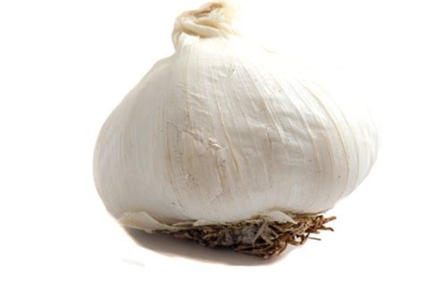 고립 된 마늘 신선한 껍질을 벗긴 마늘 정향 흰색 배경에 분리 된 마늘 조각이있는 전구 클리핑 경로 0명에 대한 스톡 사진 및 기타 이미지 Istock