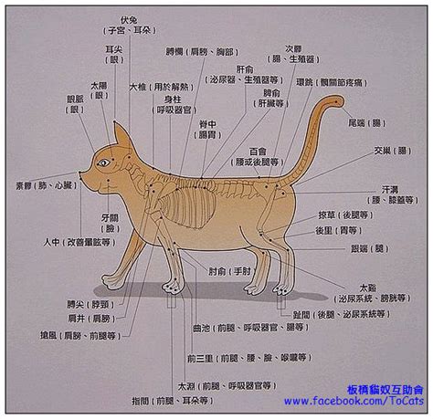 icr 貓的穴位圖若貓生病時可以針灸喔 Plurk