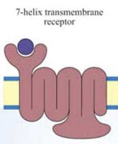 Biochemistry Chapter 13 Flashcards Flashcards Quizlet