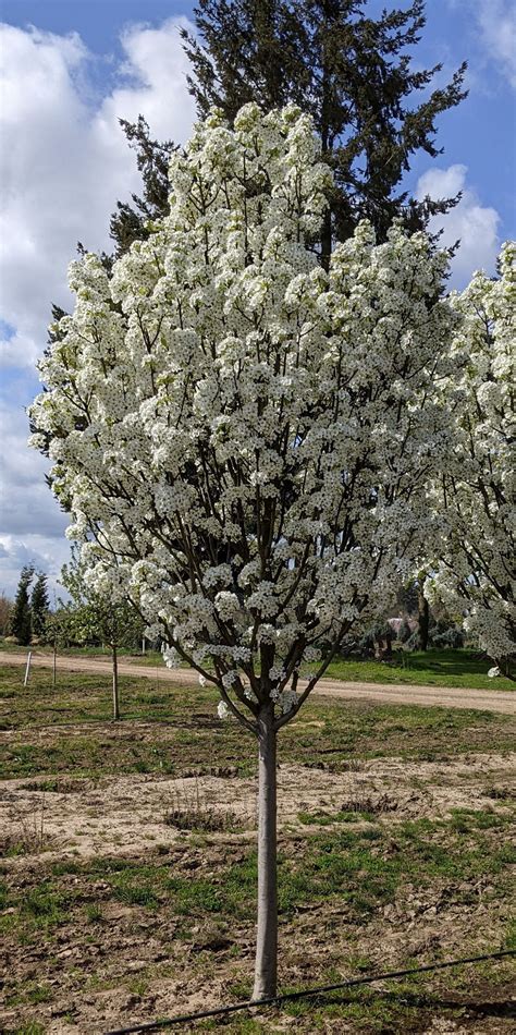 Jack® Pear Pyrus Calleryana Jaczam — Northwest Shade Trees