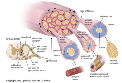 Lec Nervous System Intro Flashcards Quizlet