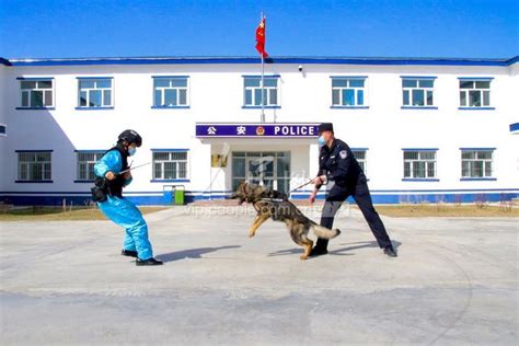 新疆阿勒泰警犬实战大练兵 人民图片网