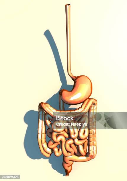 Usus Sistem Pencernaan Lambung Kerongkongan Duodenum Usus Besar Dengan