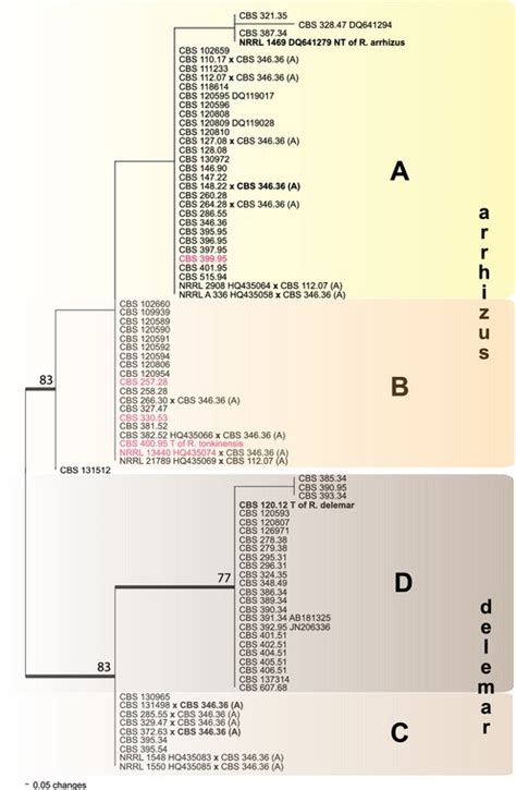 maximum parsimony tree based on the its region branches with bootstrap