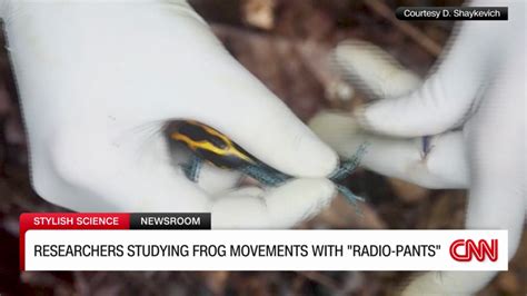Scientists Put Pants On Poisonous Frogs To Track Their Movements Cnn
