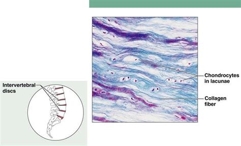 Tissues Flashcards Easy Notecards