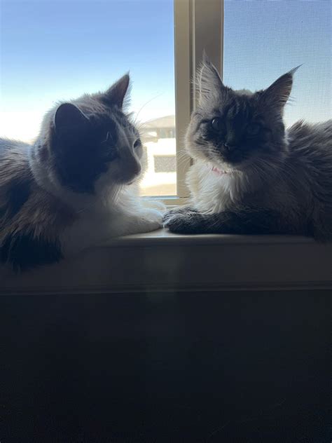 Recon Security Academy Added A Recon Security Academy