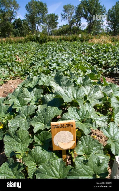 Cantaloupe Plant