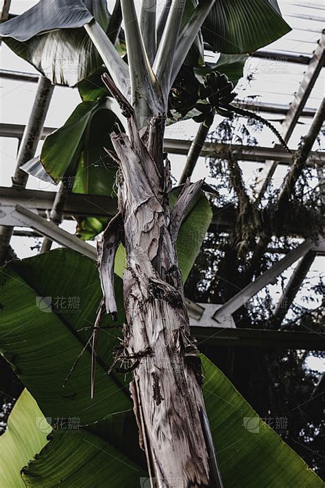 热带植物叶片背景纹理呈绿色
