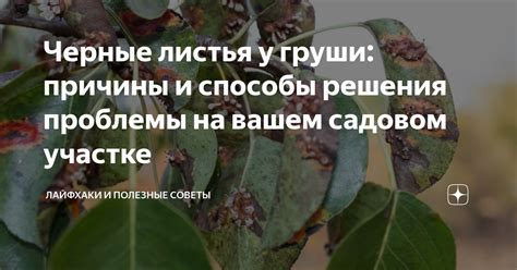 Черные листья у груши причины и способы решения проблемы на вашем