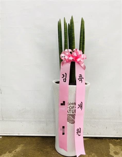 서울 종로구꽃배달 중학동 종로 공평동 꽃집 당일전국꽃배달 스투키 개업화분 거실화분 네이버 블로그