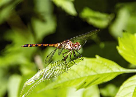 Blue Faced Meadowhawk Immature Male Mike Powell