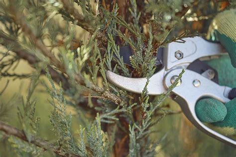 How To Plant And Grow Juniper Shrubs Gardeners Path