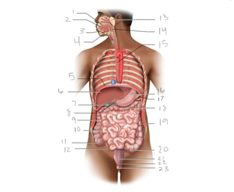 Whole Body Bio 251 Digest And Resp Lab Quiz Everything In Summary