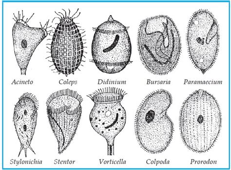 Kamus Istilah Biologi Ciliata Siliata