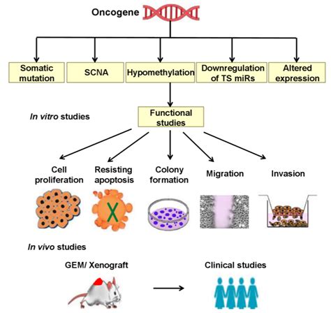 Genes And Cancer Oncogenes In High Grade Serous Adenocarcinoma Of The Ovary