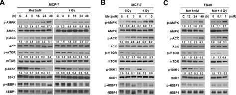 Whole Cell Lysates Were Prepared And Western Blot Analysis Was