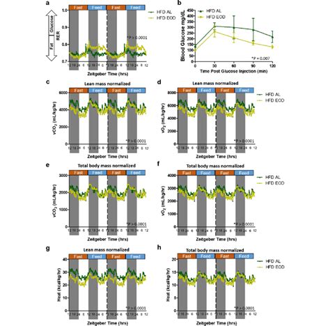 Late Life Eod Fasting On Hfd Background Improves Carbohydrate Download Scientific Diagram