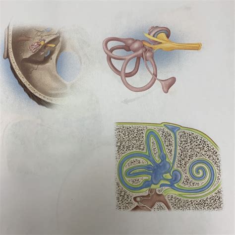 Anatomy Of The Membranous Labyrinth Diagram Quizlet