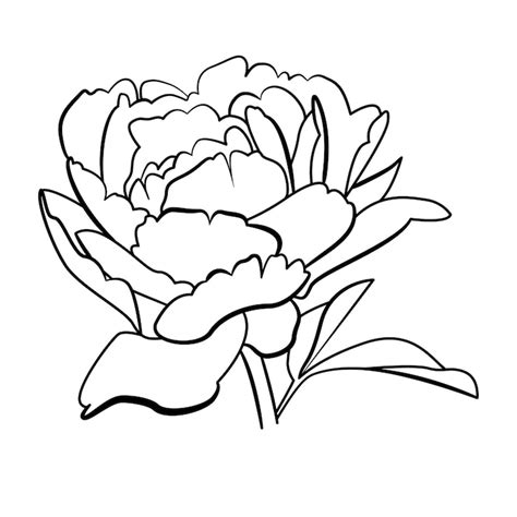 5 페이지 모란 색칠 공부 이미지 Freepik에서 무료 다운로드