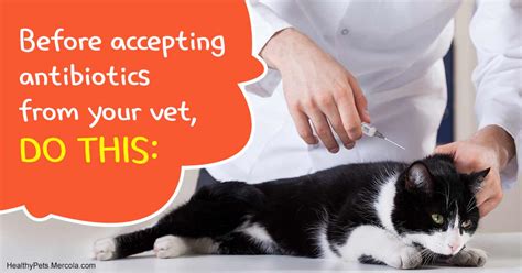 The Overuse Of Antibiotics In Veterinary Applications