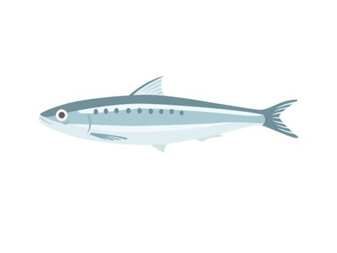 6800 Sardine Stock Illustrations Royalty Free Vector Graphics And Clip