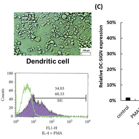 A Differentiation Of Monocytic Thp 1 Cells Into Dendritic Like Thp 1