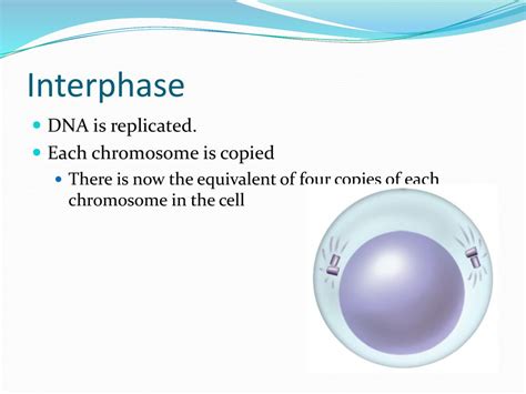 Meiosis Ppt Download