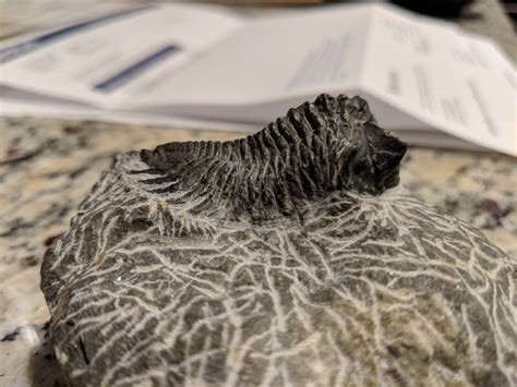 Authentic Trilobite Is It Real How To Recognize Fossil Fabrications