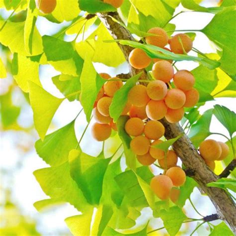 Strong Adaptability Ginkgo Biloba Bonsai 5pcsunique Species Of