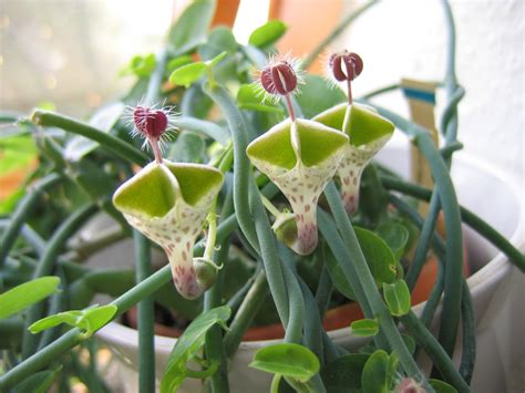 Ceropegia, chain of hearts, and a lot more.