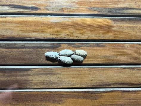 Whats This Bugs Nest Cocoon R Whatisthisbug