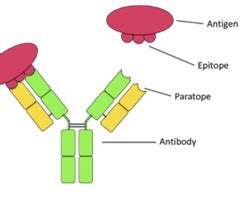 Cartões Unit 2 5 Antibody Structure And Function Quizlet