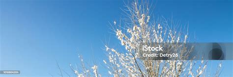 나무의 잔 가지는 흰 서 리와 눈에 겨울 숲의 배경에 눈 덮여 0명에 대한 스톡 사진 및 기타 이미지 0명 12월 겨울 Istock