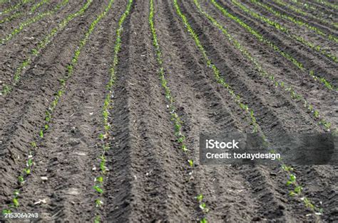 심은 양배추 묘목의 밭 줄 밭에 양배추의 녹색 묘목 농업 개념 0명에 대한 스톡 사진 및 기타 이미지 0명 가을 긴 Istock