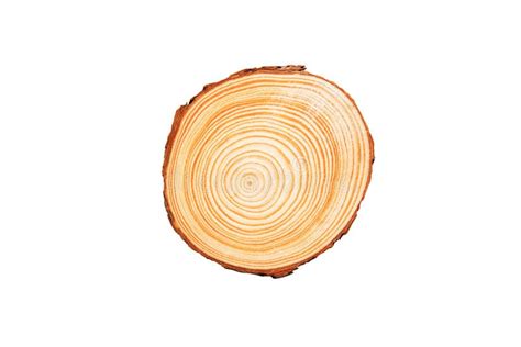 Cross Section Of A Tree Isolated Stock Image Image Of White Life 181826997