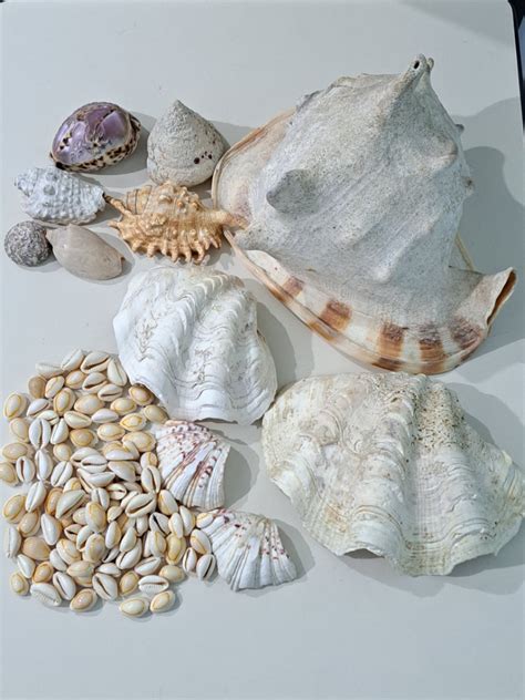 Vintage Assorted Shells On Carousell