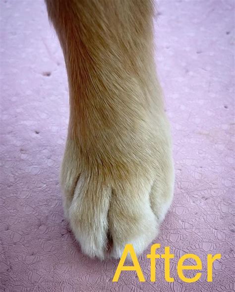 From Grinch Toes To Tidy Toes 😁 Candlewick Kennels Facebook